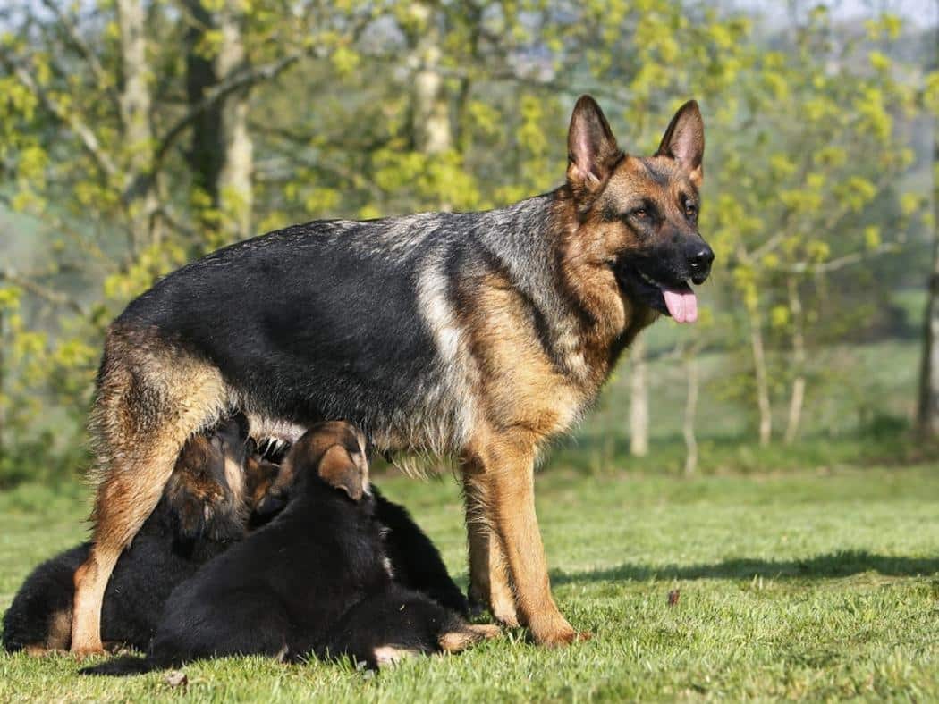 How Many Puppies Can a German Shepherd Have?