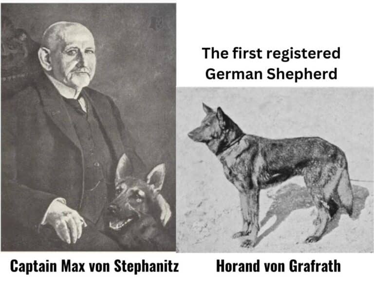 The Ultimate Guide to Owning a German Shepherd Dog