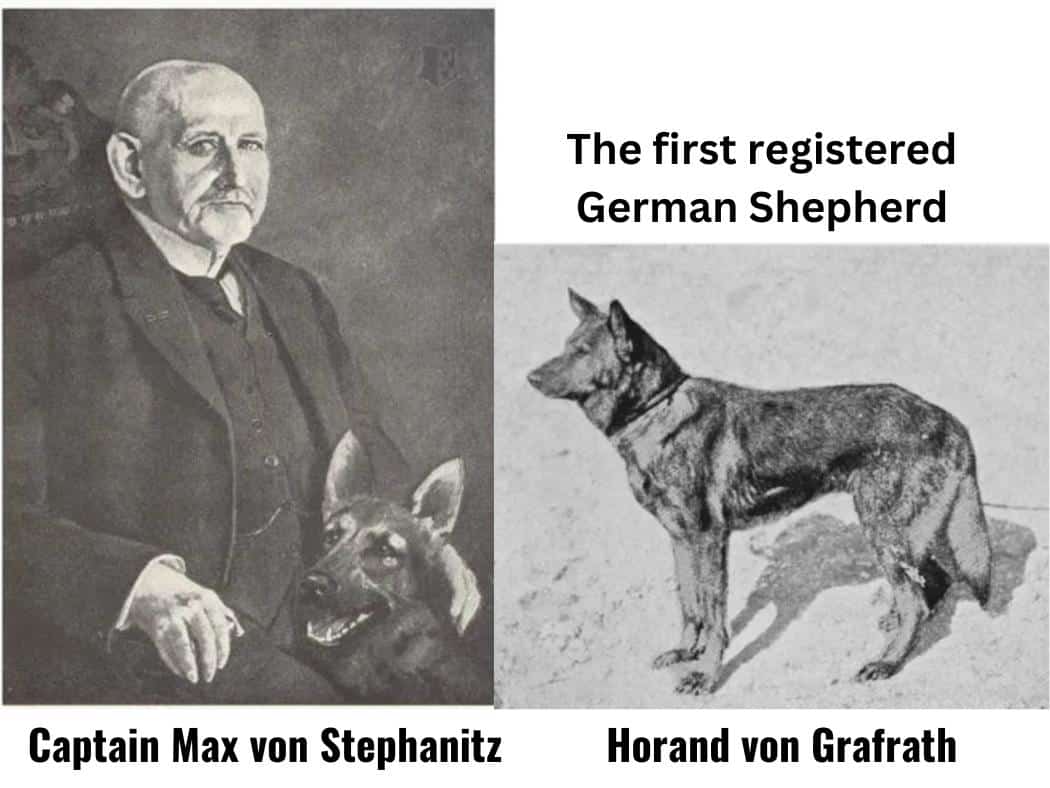 The Ultimate Guide to Owning a German Shepherd Dog