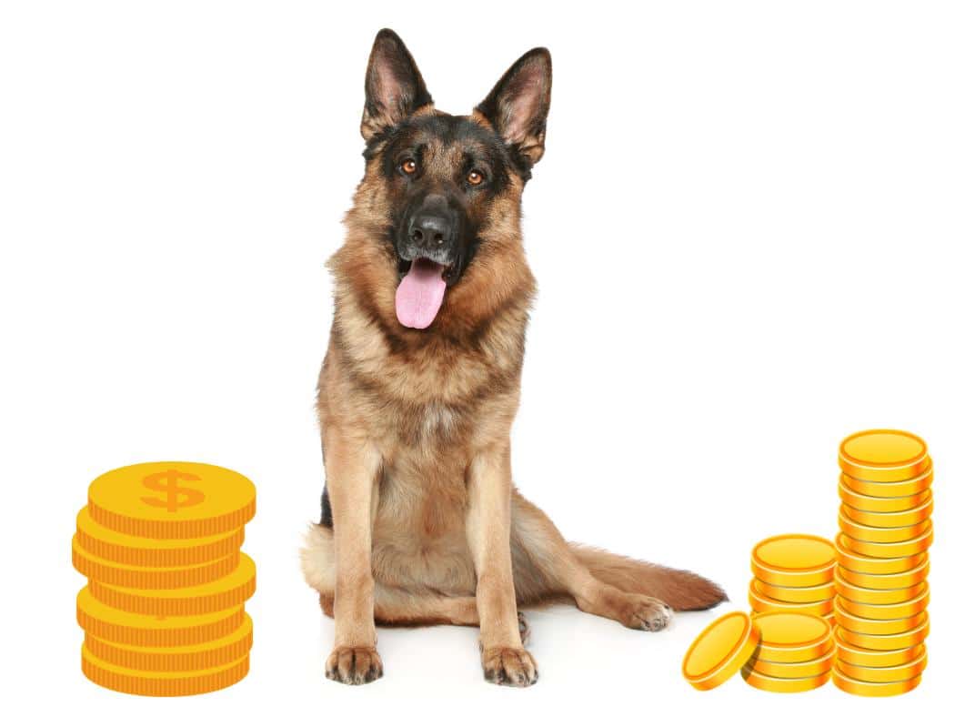 The Ultimate Guide to Owning a German Shepherd Dog