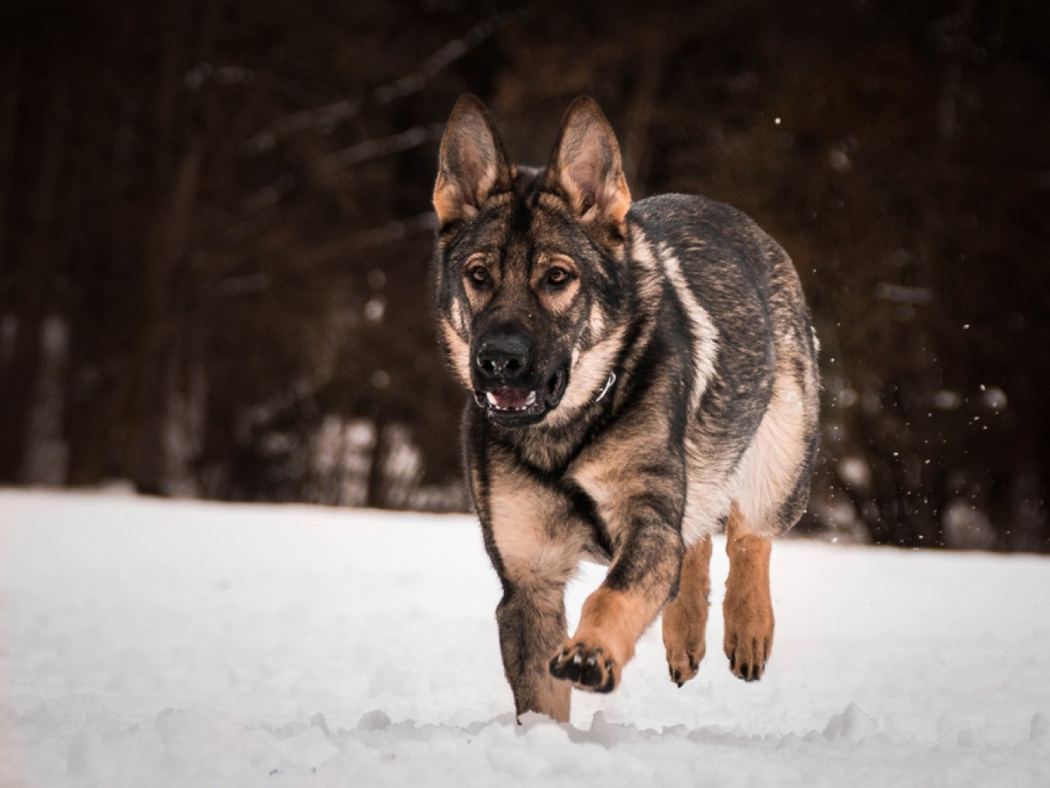 Czech German Shepherds: A Unique Blend Of Majesty And Loyalty
