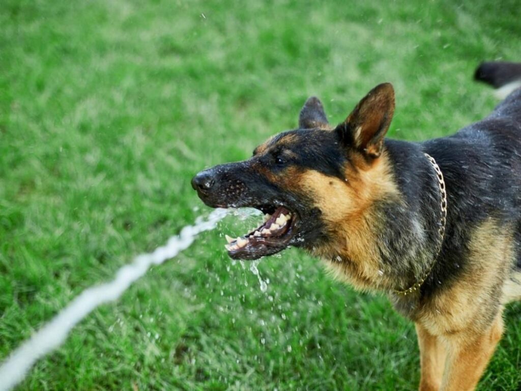 Why Do German Shepherds Whine So Much? 10 Reasons & Tips to Stop It