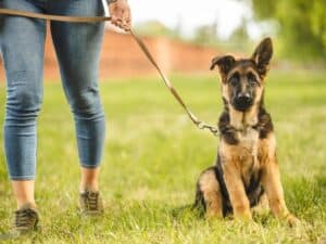 30 German Shepherd Training Commands & Free PDF
