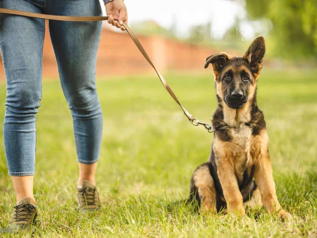 30 German Shepherd Training Commands & Free PDF