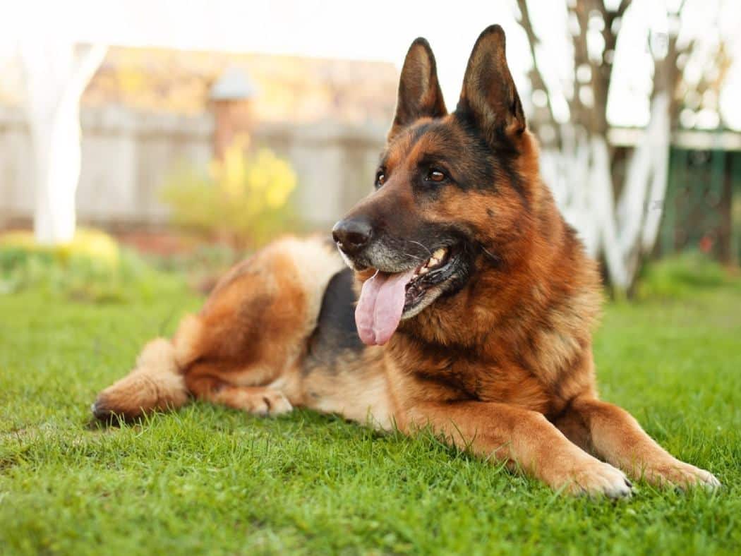 Black & Red German Shepherds: Stunning Colors and Remarkable Traits