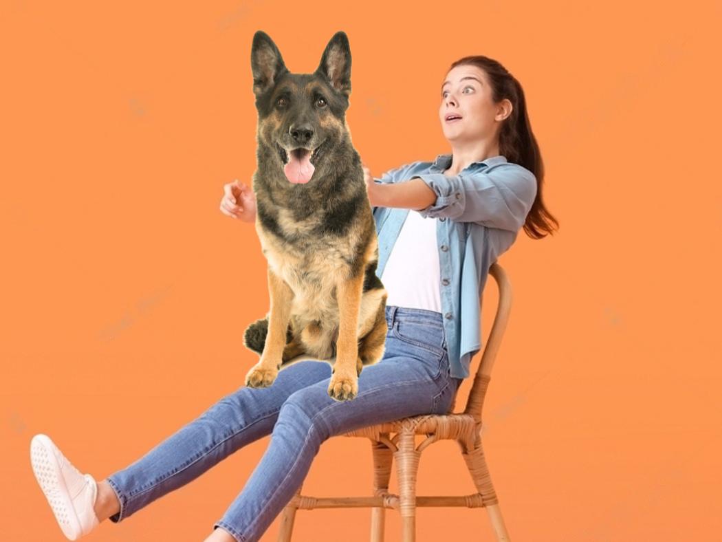 Why Your German Shepherd Sits on You: 10 Reasons & How to Stop It