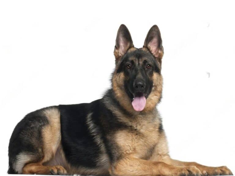German Shepherd Growth & Weight Chart: MALE & FEMALE HEIGHT & WEIGHT