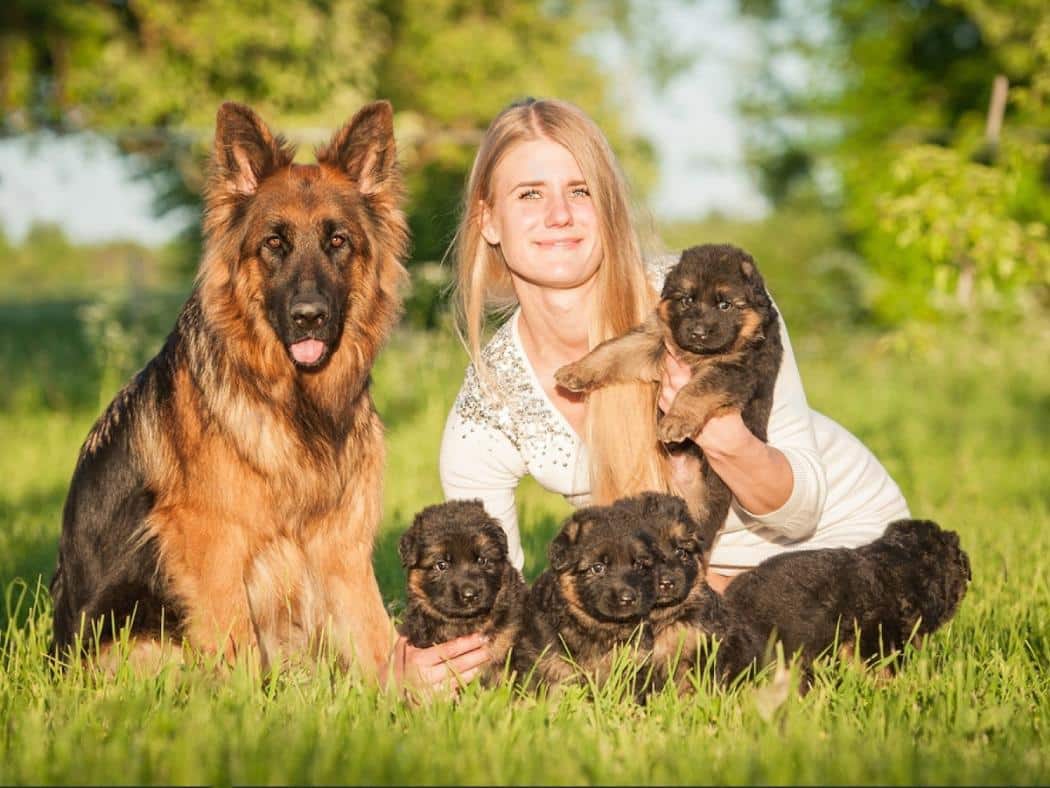 How Many Puppies Can a German Shepherd Have?