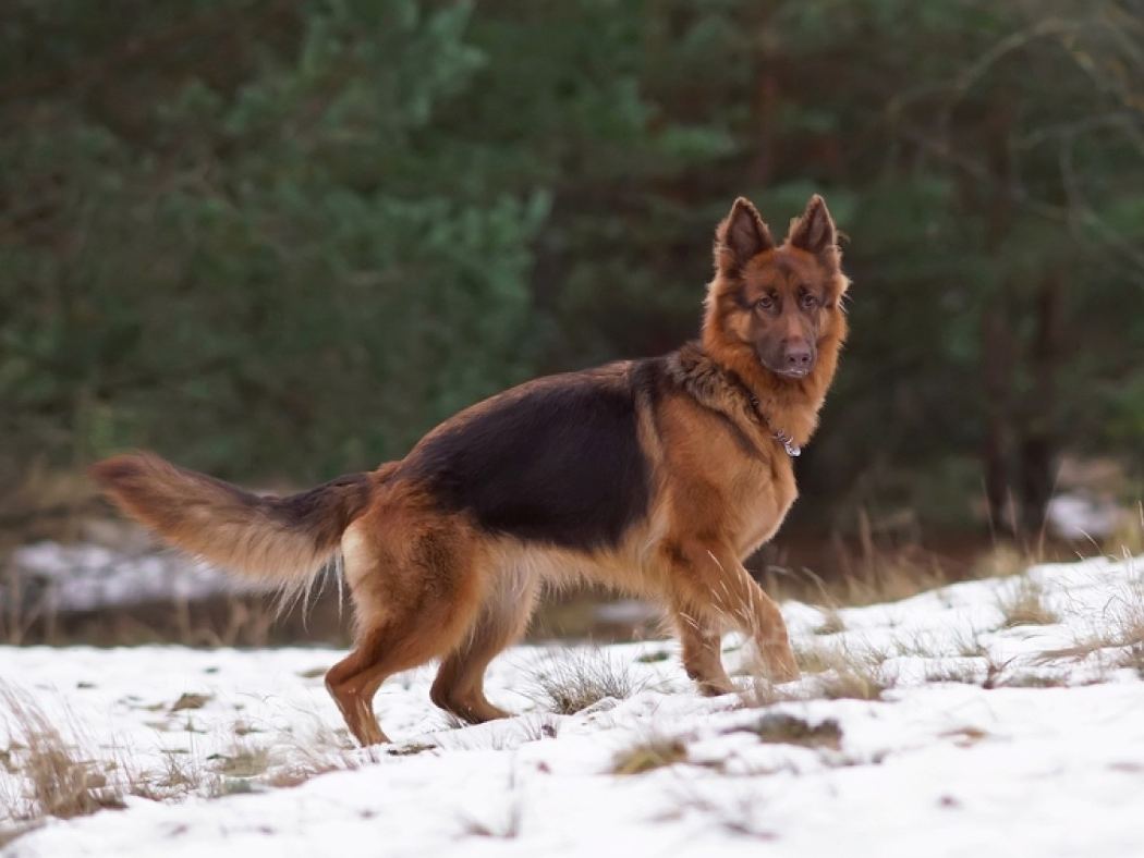 Liver German Shepherd: Unique Coat Color & Characteristics