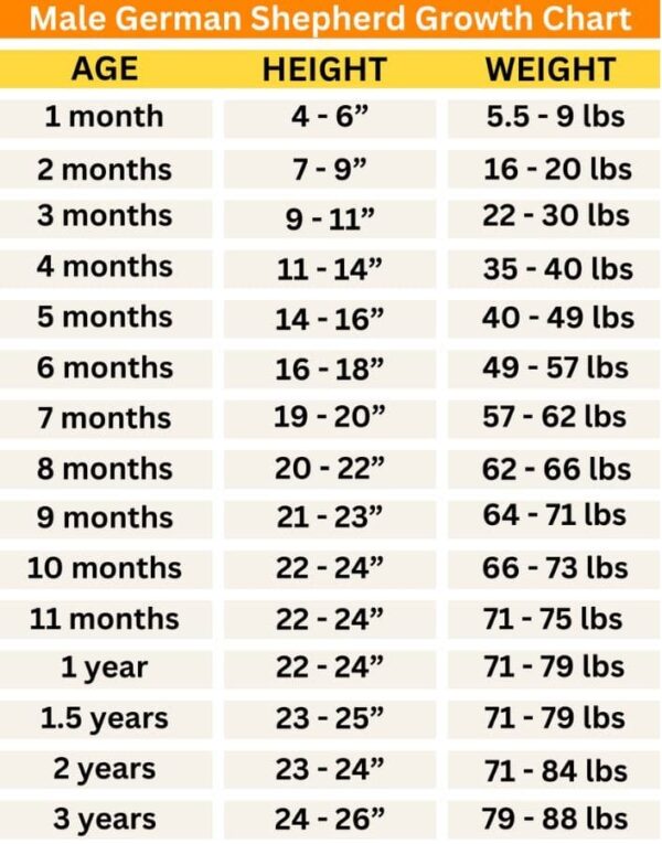 How Much To Feed a German Shepherd Puppy: GSD Feeding Chart