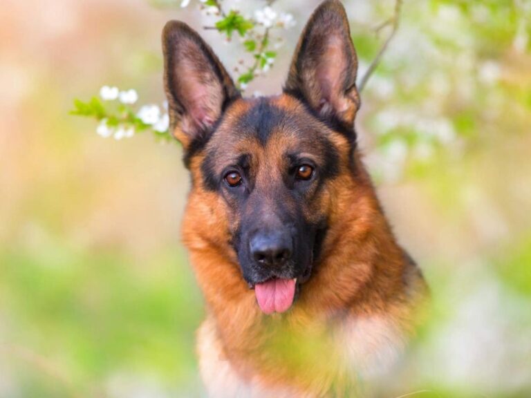 Black & Red German Shepherds: Stunning Colors and Remarkable Traits