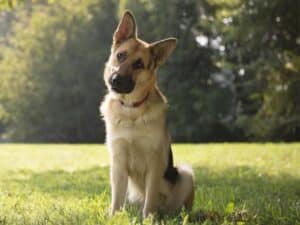 8 Month Old German Shepherd: Everything You Need To Know