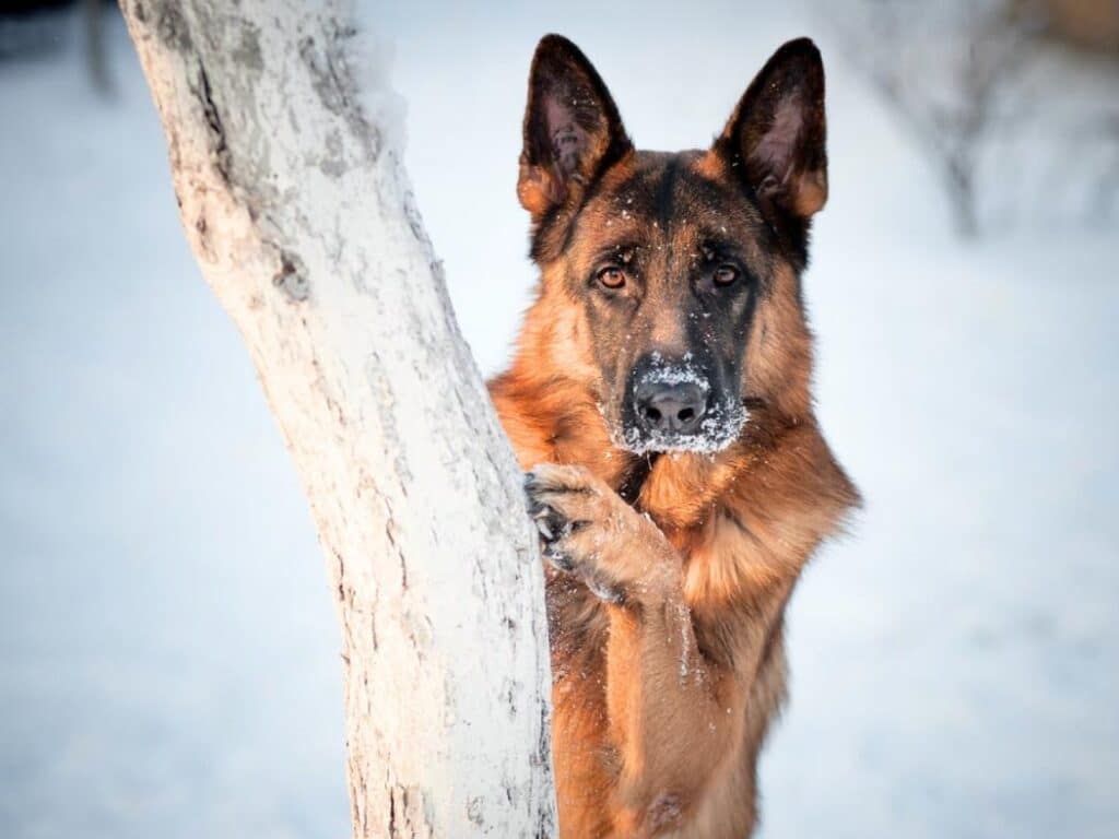 Why Do German Shepherds Whine So Much? 10 Reasons & Tips to Stop It