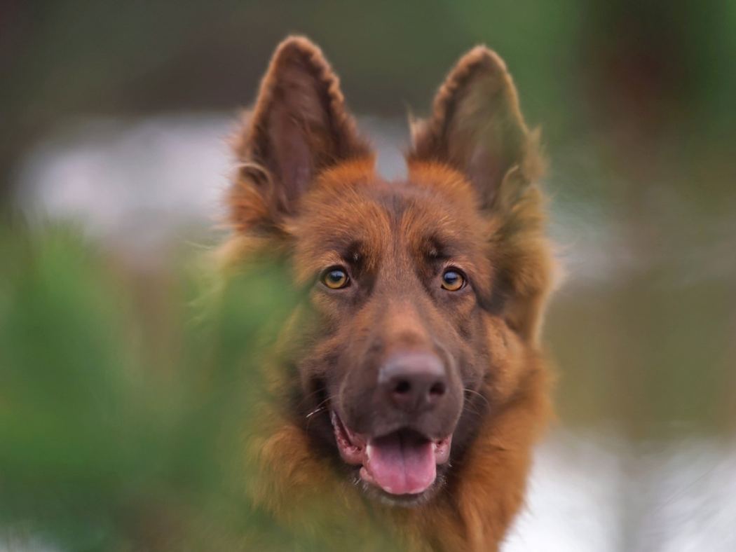 Liver German Shepherd: Unique Coat Color & Characteristics
