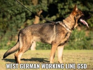5 Types of German Shepherds: Your Ultimate Breed Breakdown