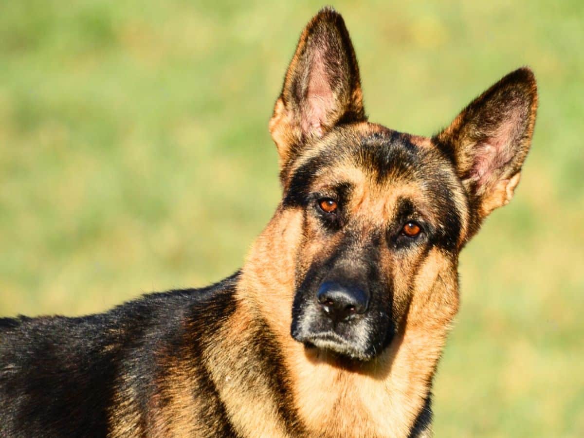 Why Does My German Shepherd Stare At Me? 7 Reasons