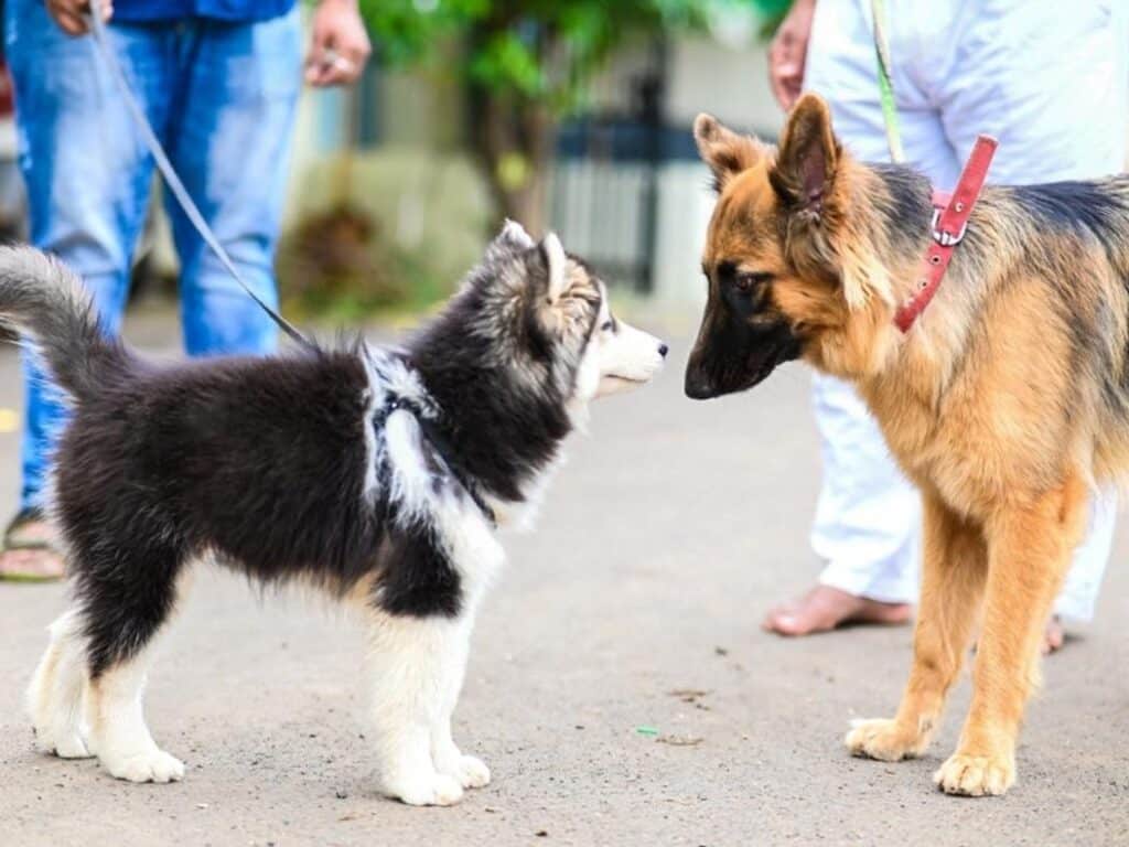 How To Socialize Your German Shepherd: 7 Practical Examples