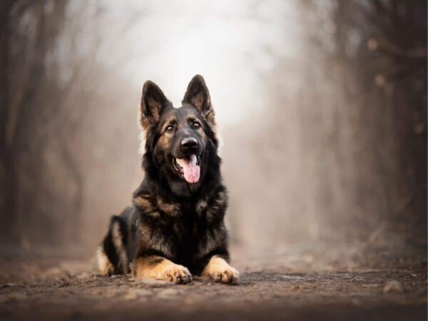 5 Types of German Shepherds: Your Ultimate Breed Breakdown