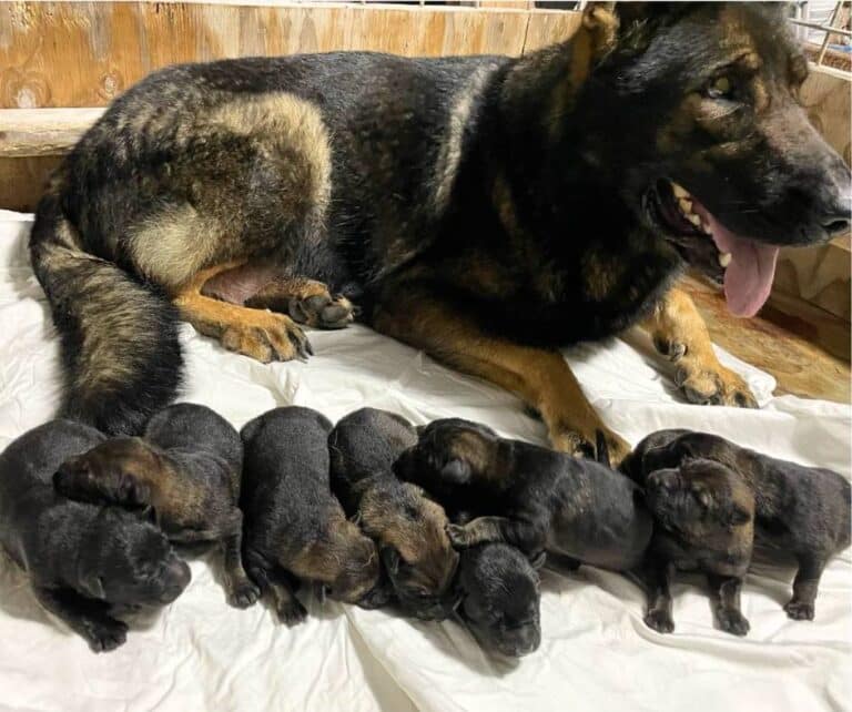 DDR German Shepherd: Working Dog With a Fascinating History