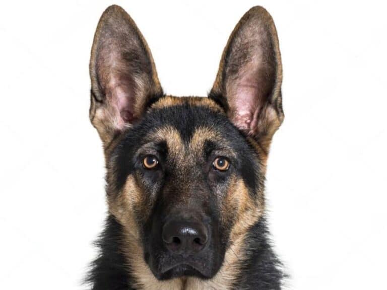 German Shepherd Puppy Ear Stages: Everything You Need to Know