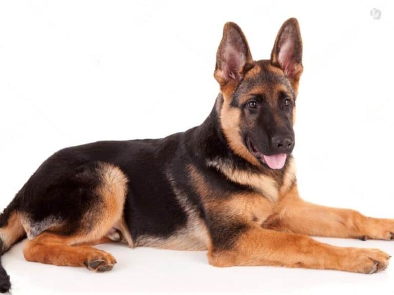 German Shepherd Puppy Ear Stages: Everything You Need to Know