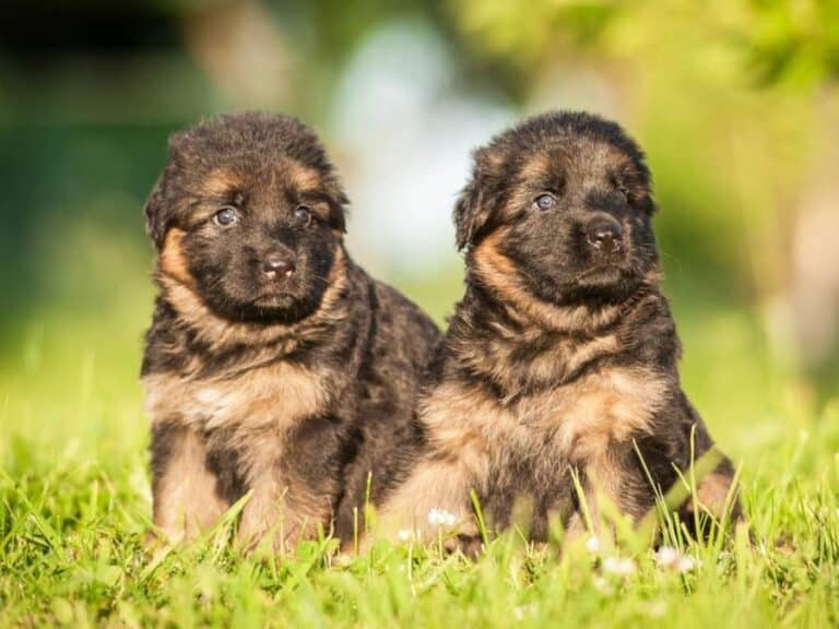 German Shepherd Puppy Ear Stages: Everything You Need to Know