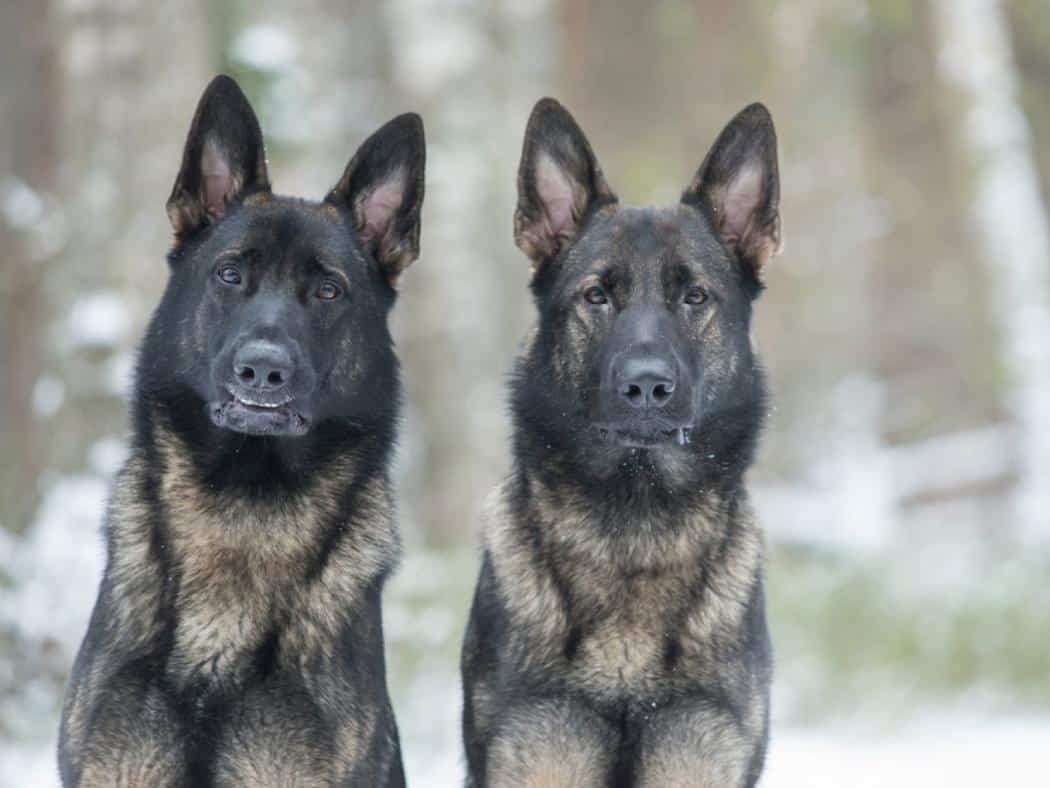 DDR German Shepherd: Working Dog With a Fascinating History