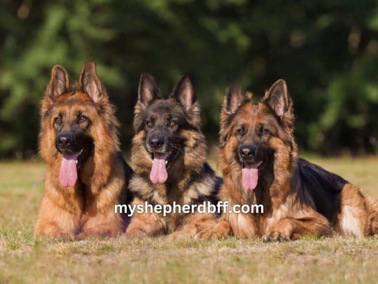Black and Tan German Shepherd: Everything You Need to Know