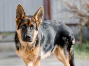 German Shepherd Puppy Ear Stages: Everything You Need to Know