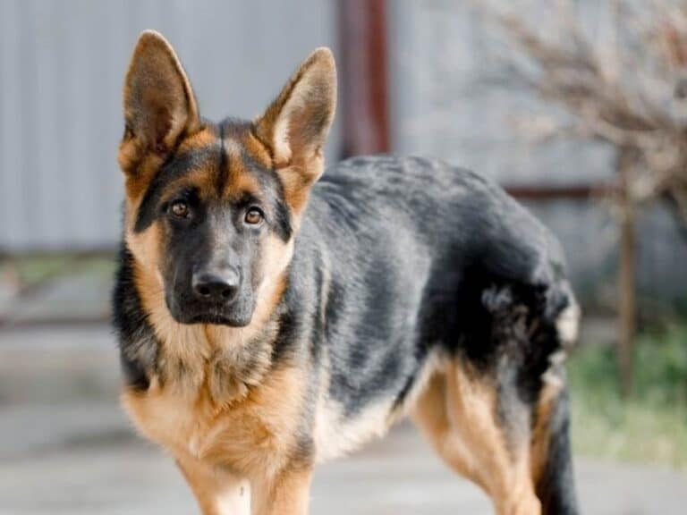 German Shepherd Puppy Ear Stages: Everything You Need to Know