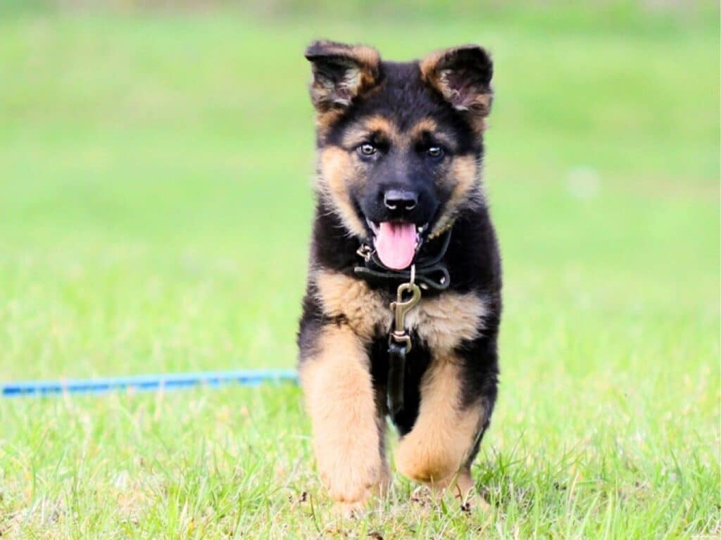 6 Week Old German Shepherd: A Guide for New Puppy Parents