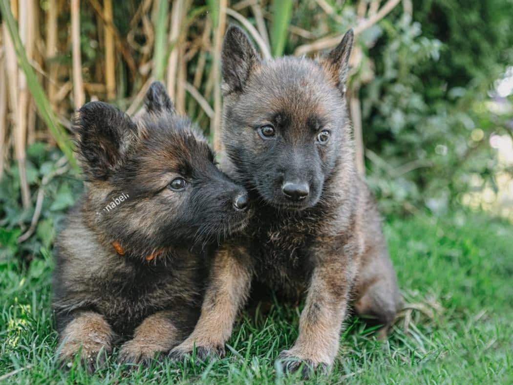 6 Week Old German Shepherd: A Guide for New Puppy Parents