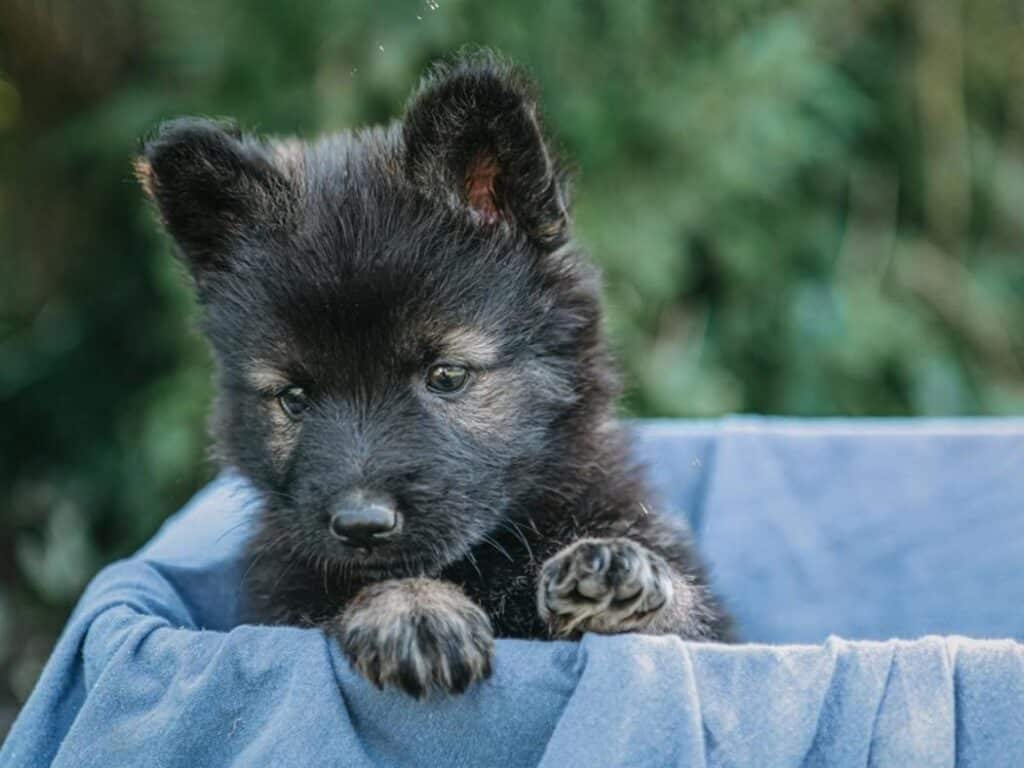 6 Week Old German Shepherd: A Guide for New Puppy Parents
