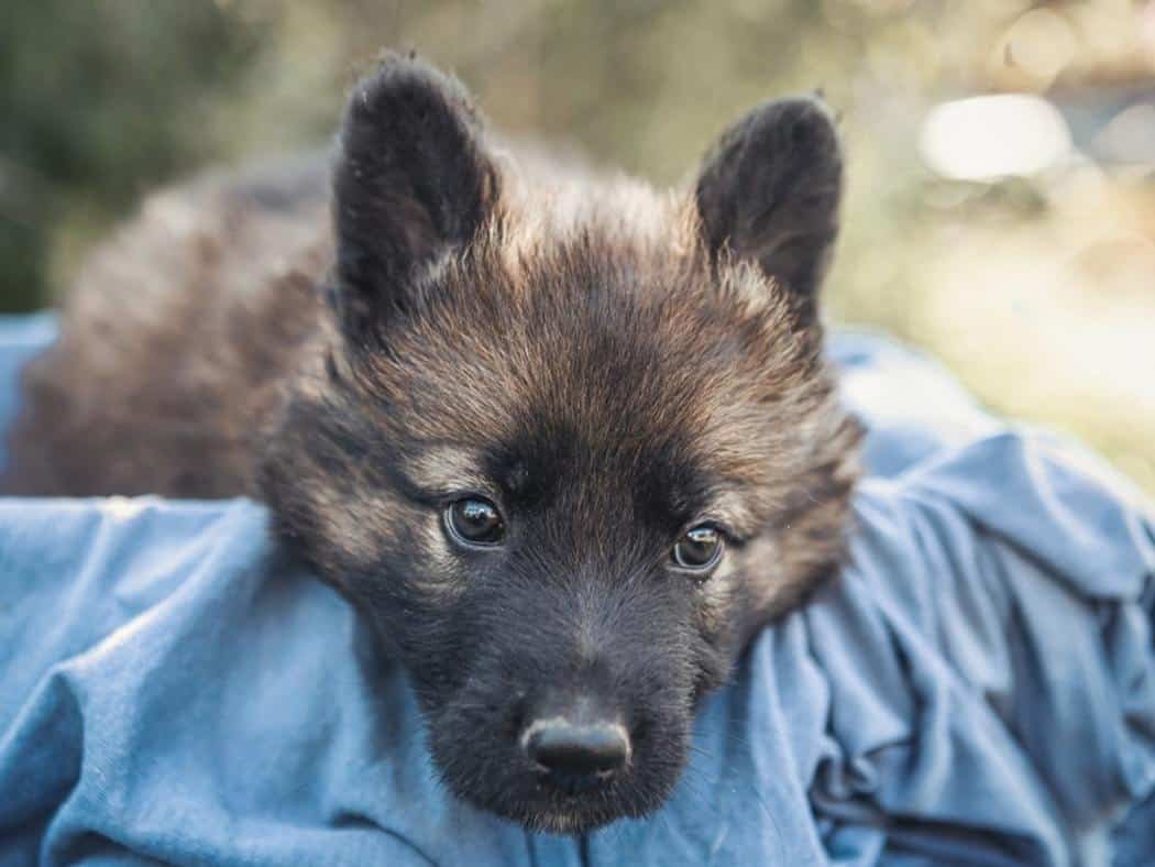 6 Week Old German Shepherd: A Guide for New Puppy Parents