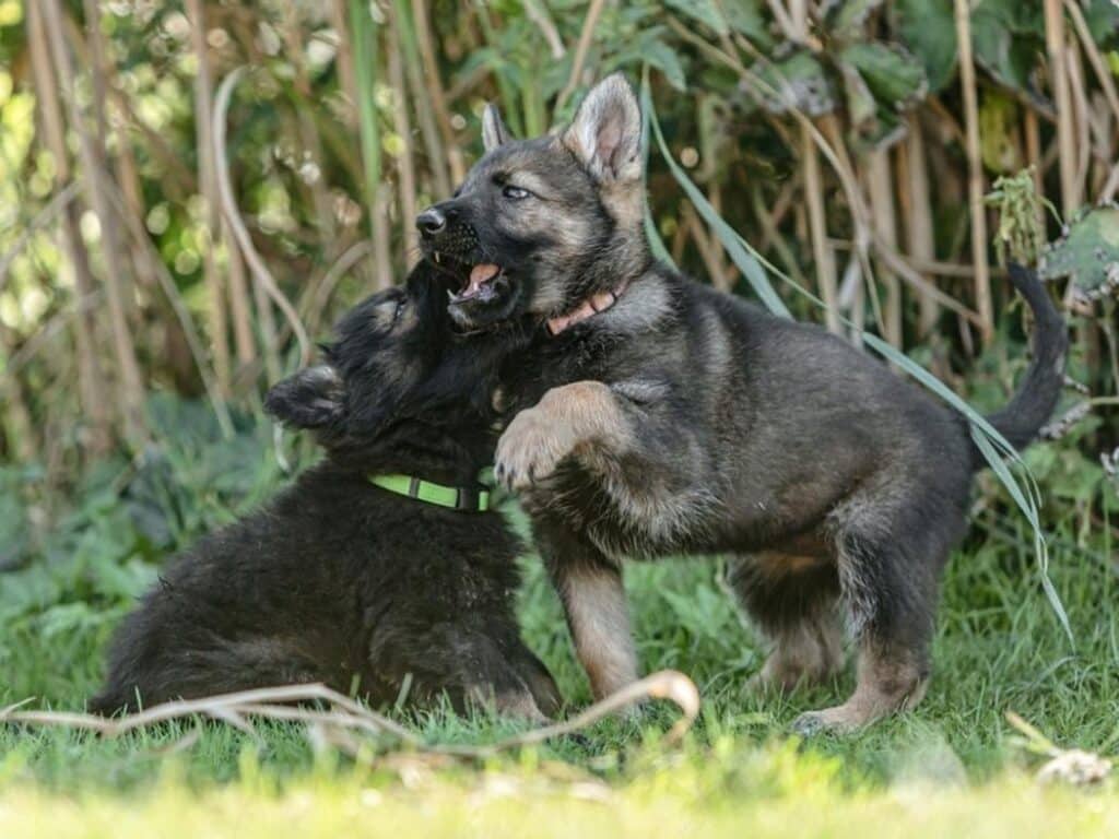 6 Week Old German Shepherd: A Guide for New Puppy Parents