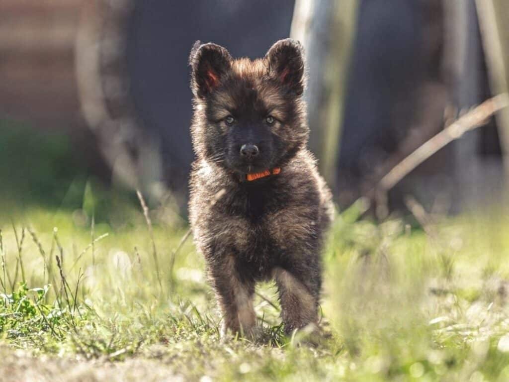 6 Week Old German Shepherd: A Guide for New Puppy Parents