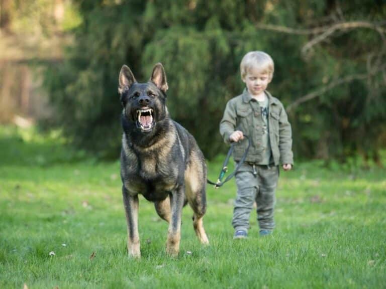 DDR German Shepherd: Working Dog With a Fascinating History