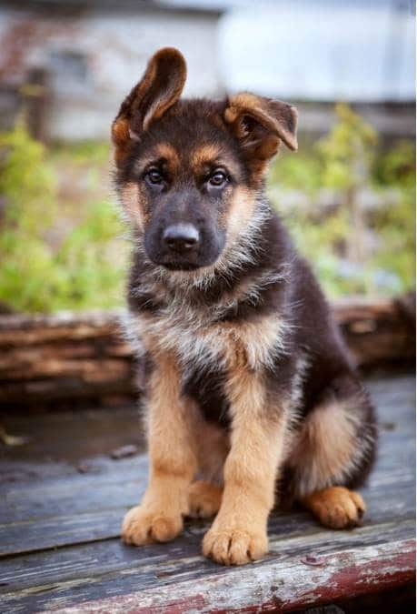 How To Potty Train a German Shepherd Puppy Easily