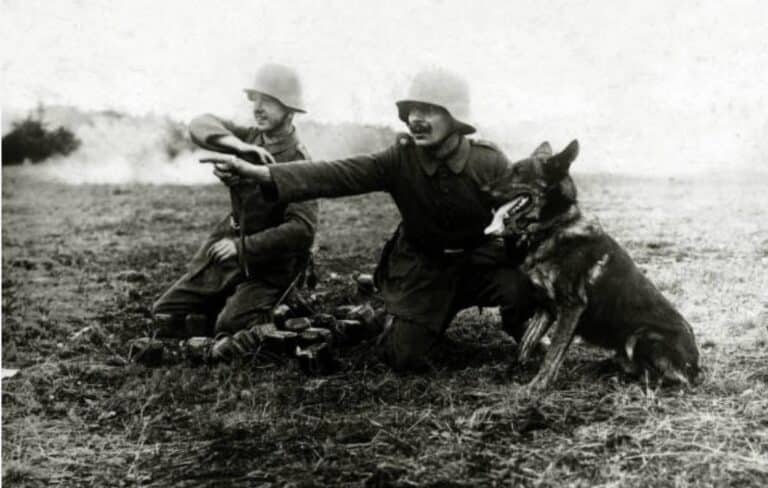 DDR German Shepherd: Working Dog With a Fascinating History