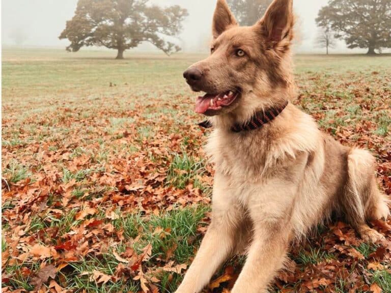 German Shepherd Colors: All 14 Shades Explained In Detail