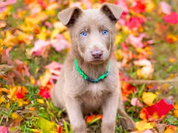Isabella German Shepherd: Pictures, Price & Traits
