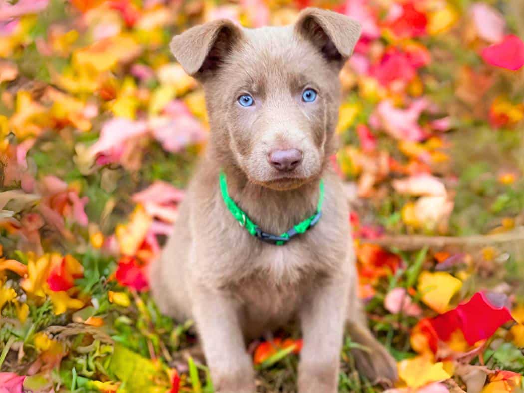 Isabella German Shepherd: Pictures, Price & Traits