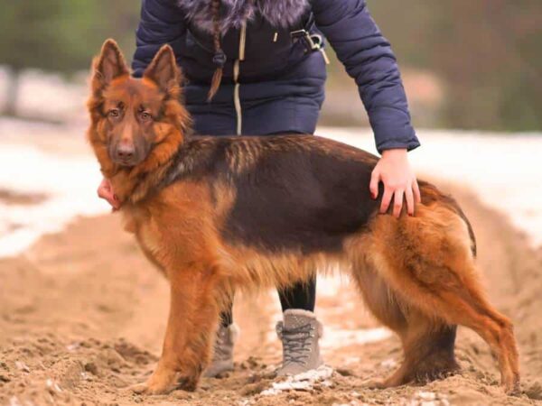 Liver German Shepherd: Unique Coat Color & Characteristics