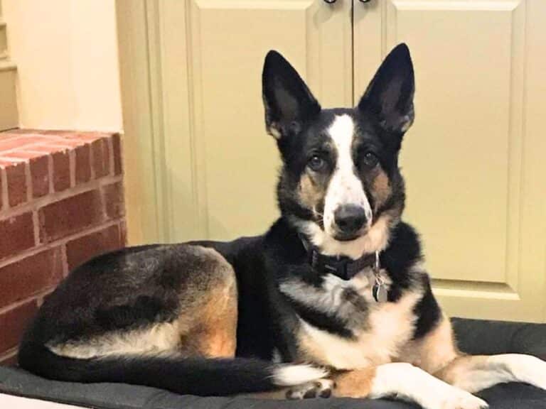 Panda German Shepherd: Pictures, Price & Traits