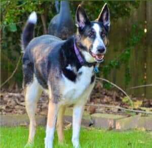 Panda German Shepherd: Pictures, Price & Traits