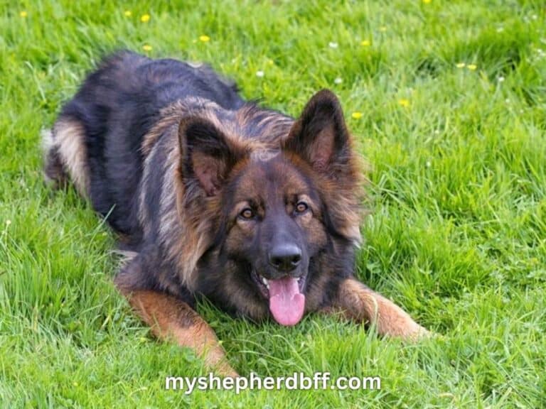 Red Sable German Shepherd: Pictures, Price & Traits