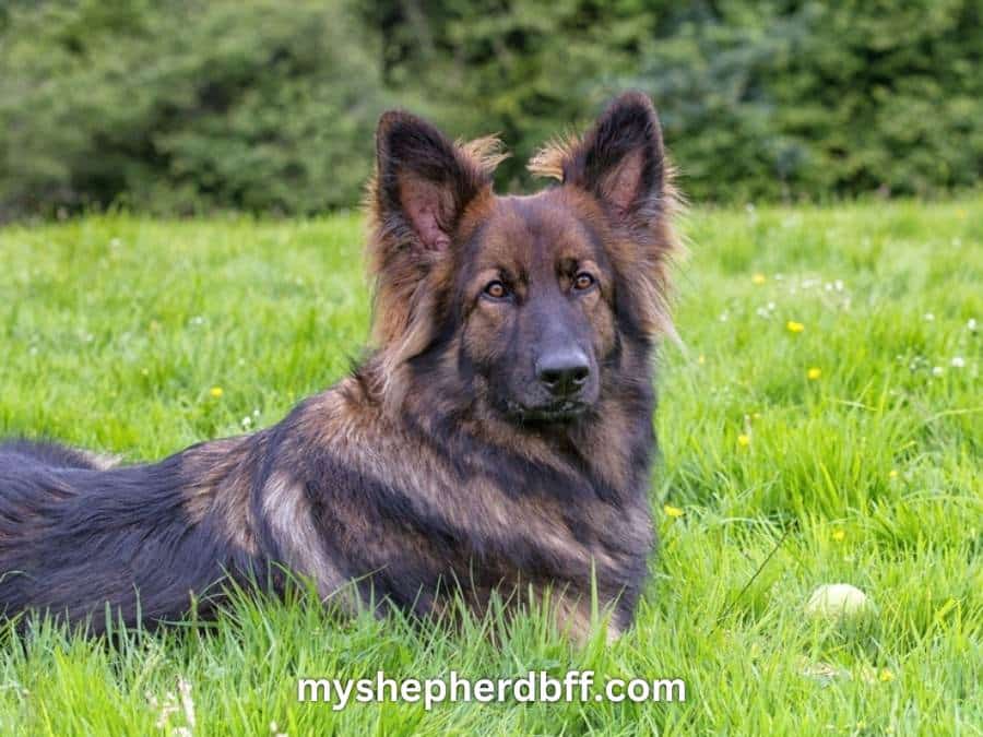 Red Sable German Shepherd: Ultimate Combination of Beauty and Brains
