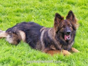 Red Sable German Shepherd: Pictures, Price & Traits