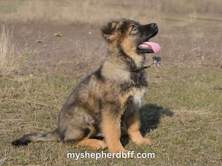 Red Sable German Shepherd: Ultimate Combination of Beauty and Brains
