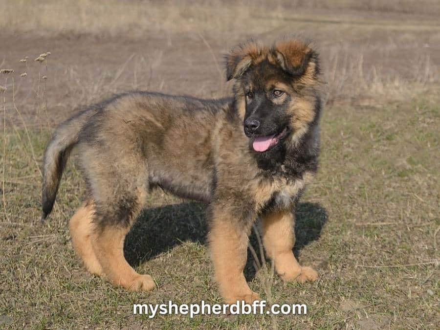 Red Sable German Shepherd: Ultimate Combination of Beauty and Brains